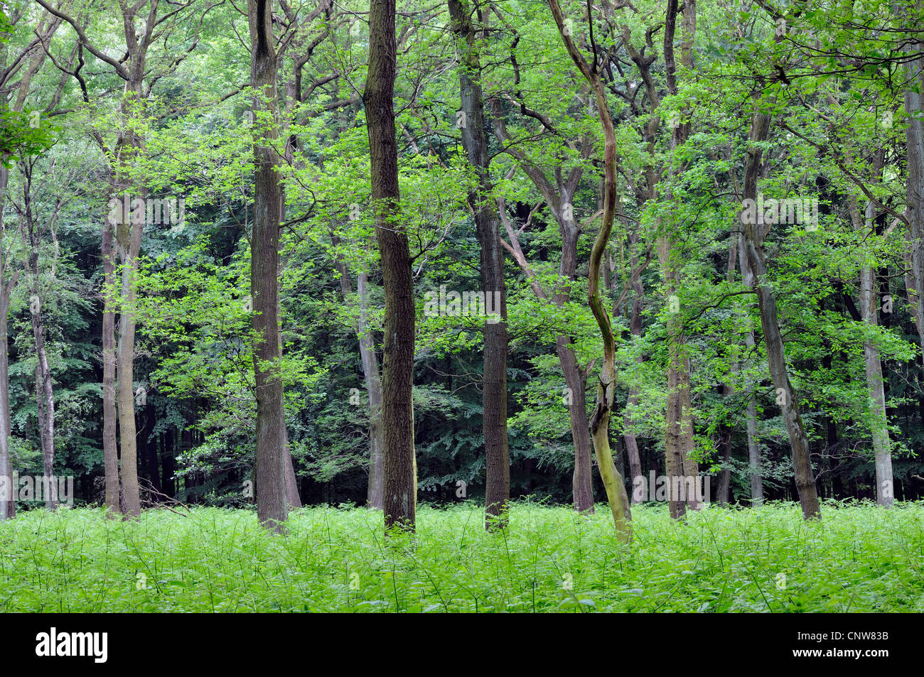 Forest hi-res stock photography and images - Alamy