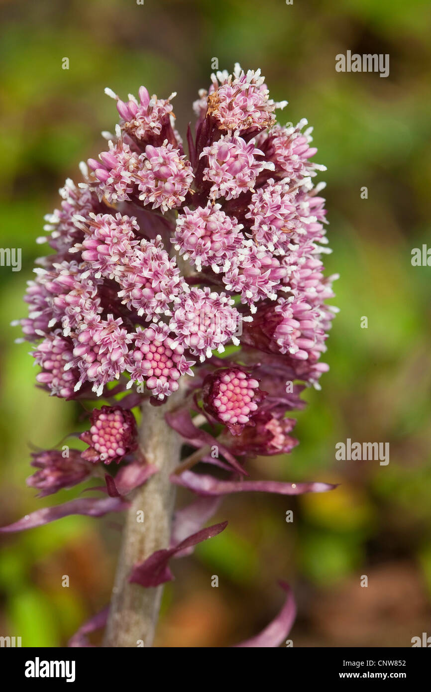 Petasites Hybridus High Resolution Stock Photography and Images - Alamy