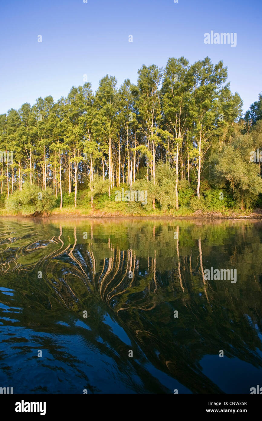 black poplar, balm of gilead, black cottonwood (Populus nigra ...