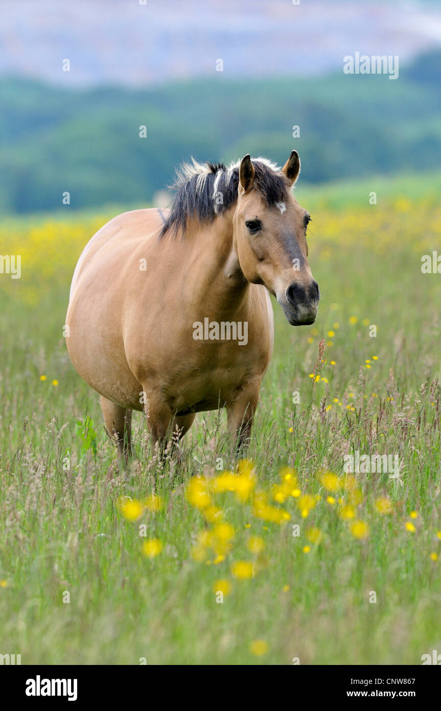 The dulmener hi-res stock photography and images - Alamy