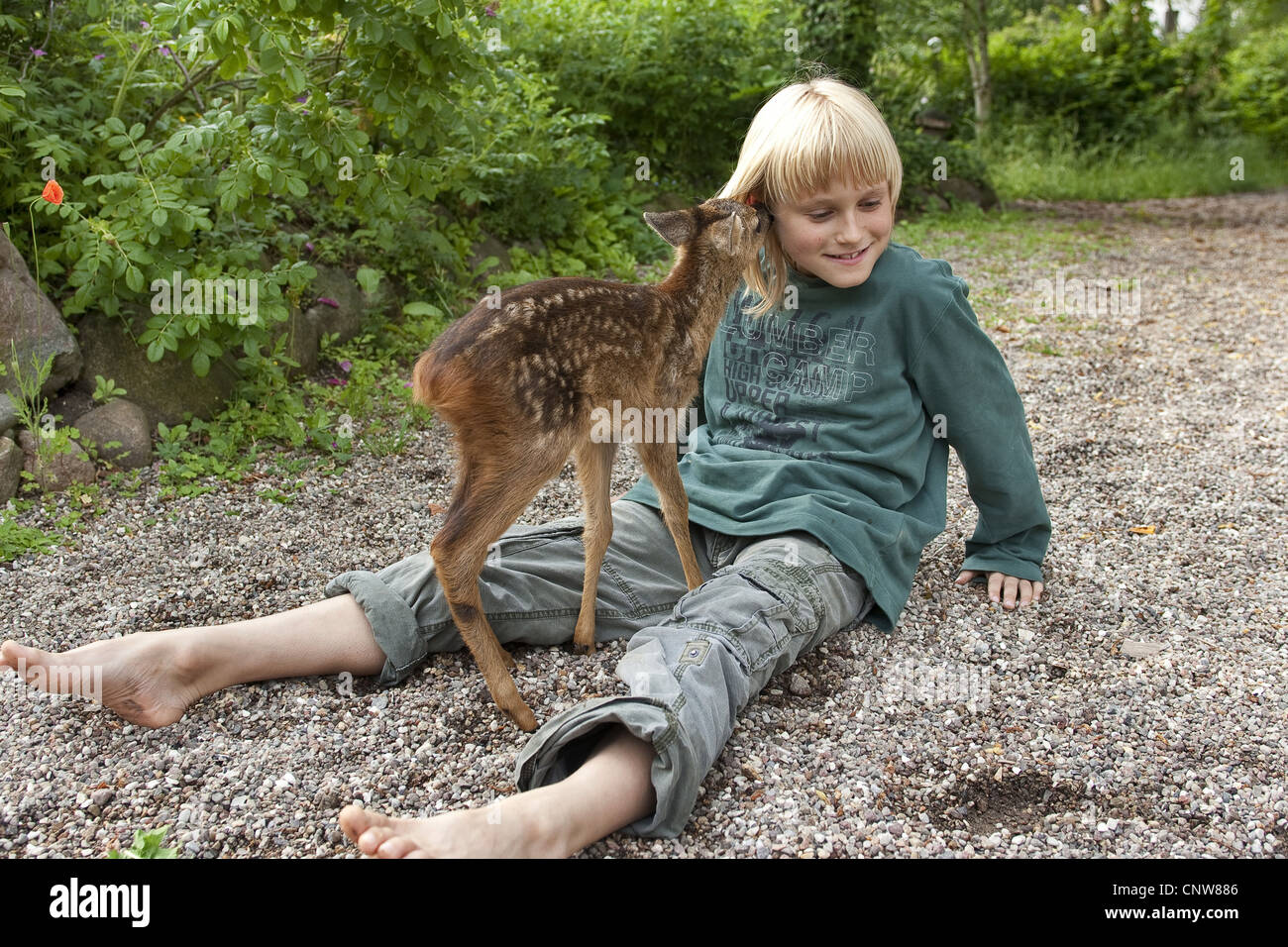 roe deer (Capreolus capreolus), boy in the garden playing with a fawn ...