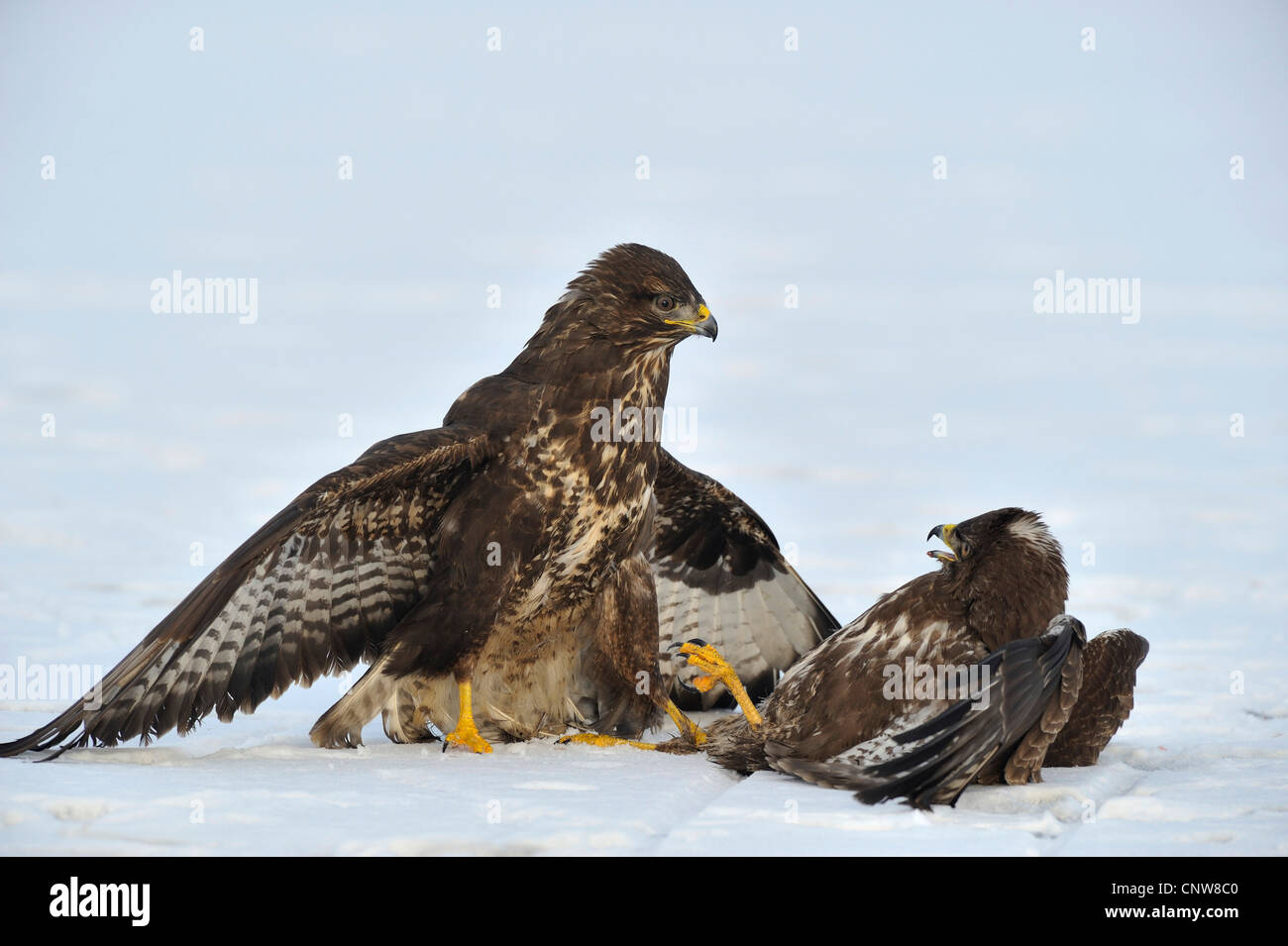 Angry birds seasons hi-res stock photography and images - Alamy