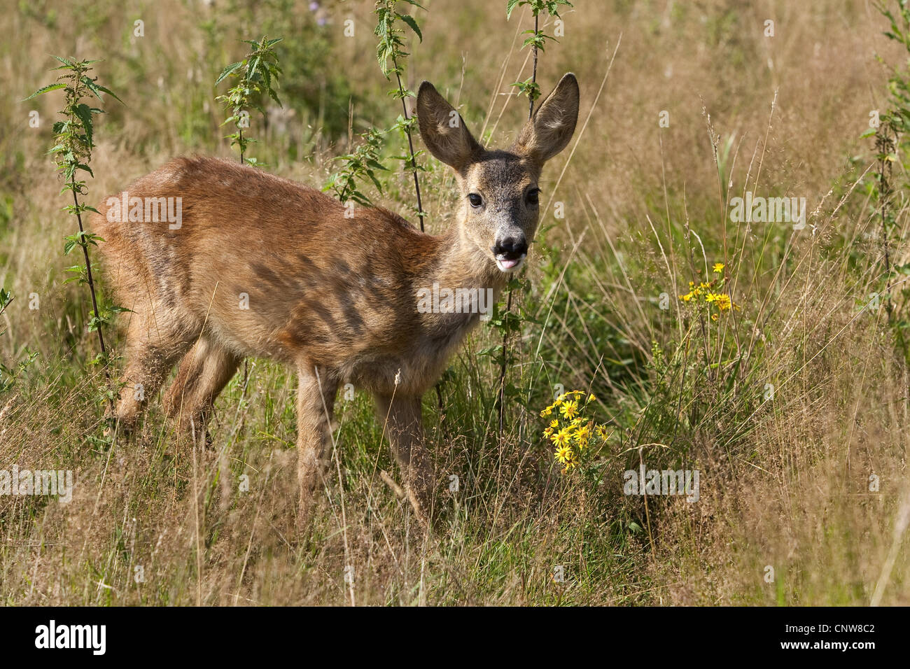 Fawn eye hi-res stock photography and images - Alamy