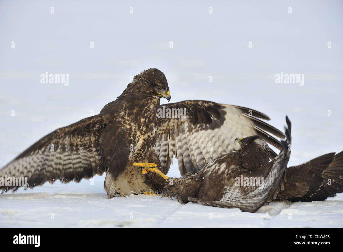 Eurasian buzzard (Buteo buteo), fighting buzzards at the feeding place ...