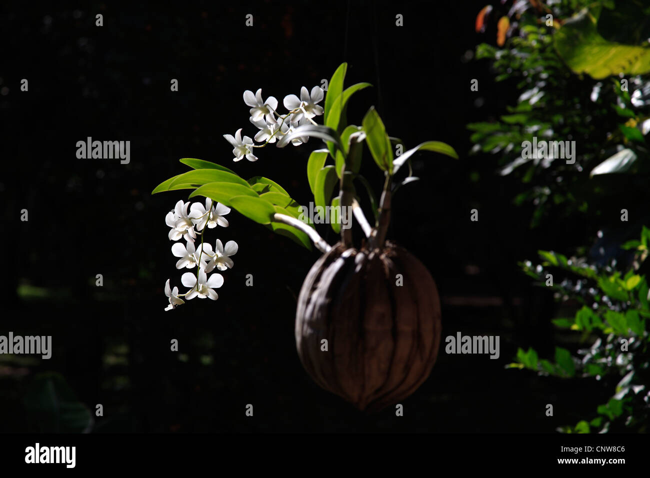 Orchids basket hi-res stock photography and images - Alamy