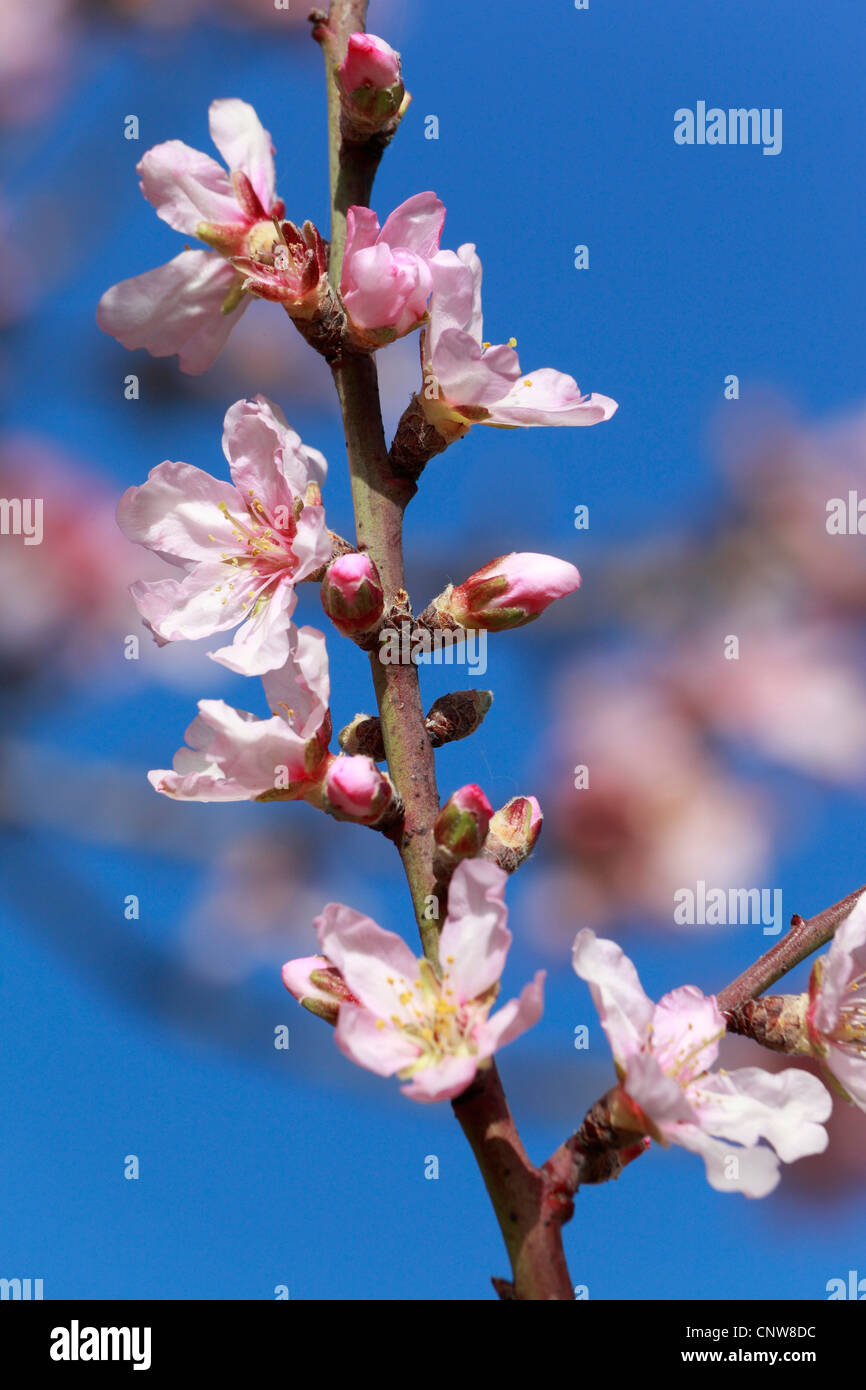 Bitter Almond High Resolution Stock Photography and Images - Alamy