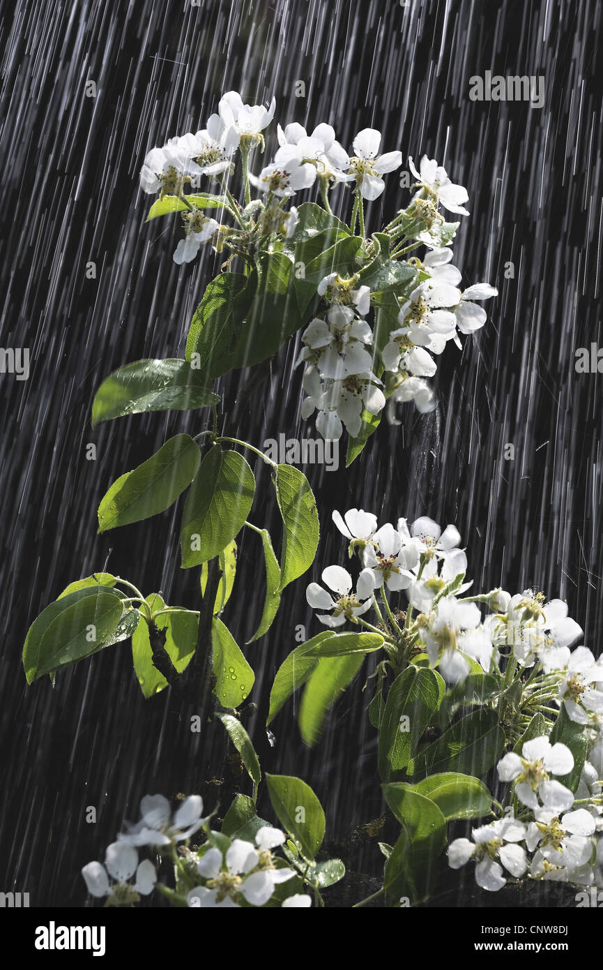 common pear (Pyrus communis), blooming twig at rainfall, Germany, North ...