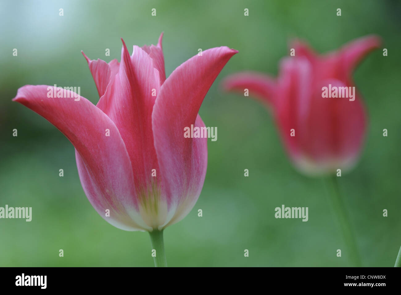 common garden tulip (Tulipa gesneriana), flower, Germany Stock Photo ...