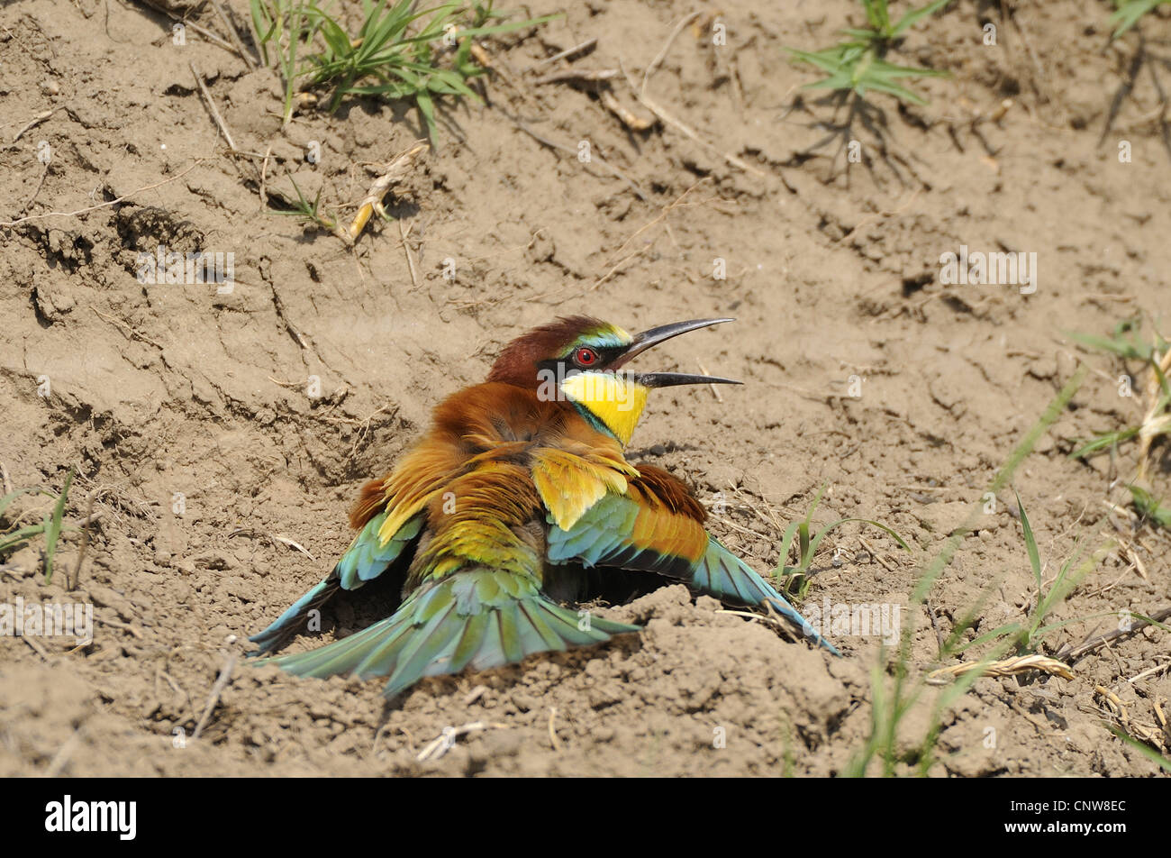 European bee eater (Merops apiaster), bee-eater dust- and sun bathing ...