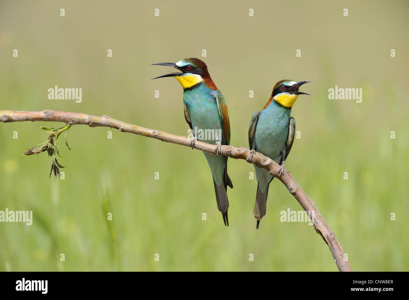 European bee eater (Merops apiaster), male and female on a twig ...