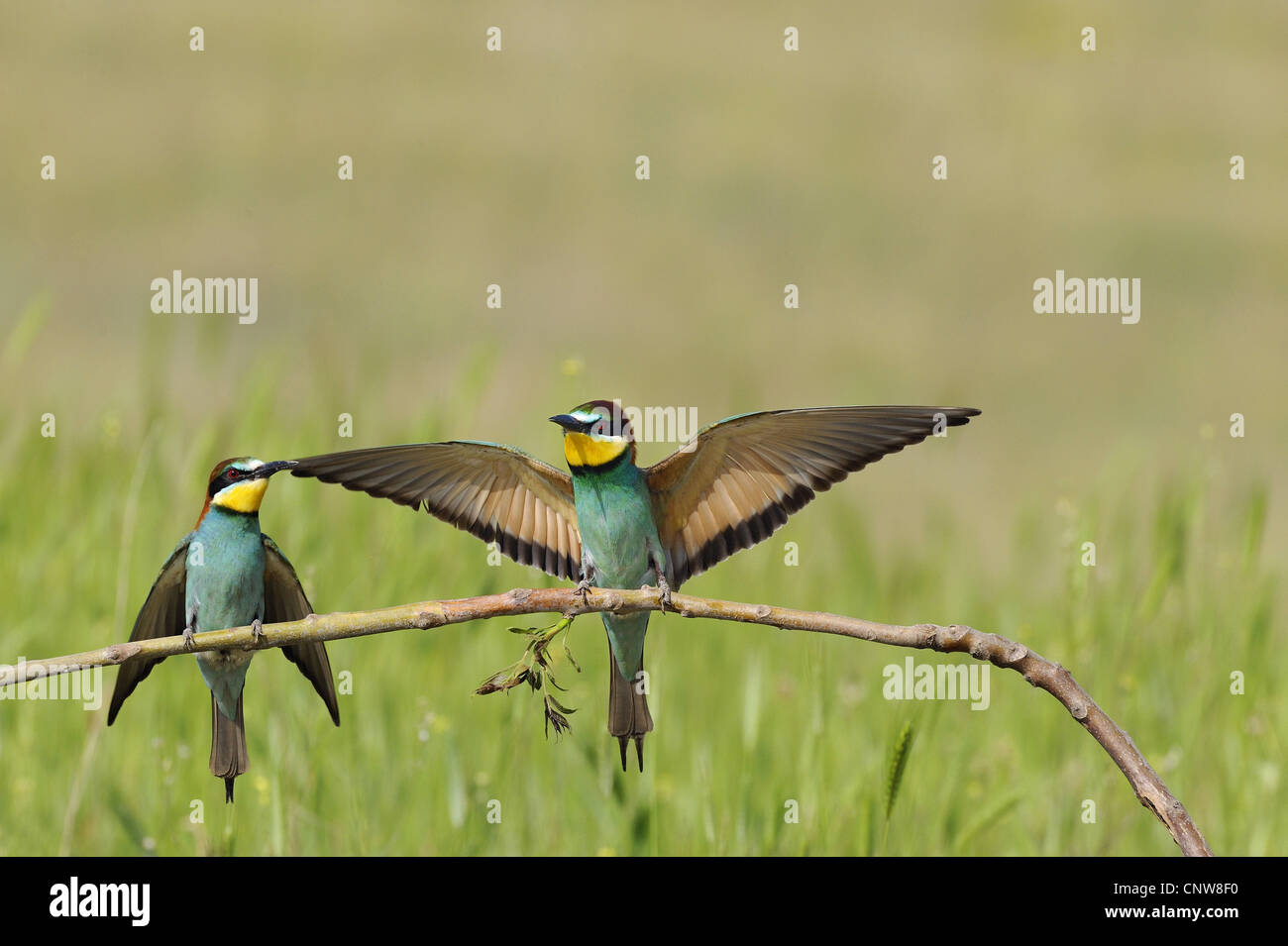 Male and female bee eaters hi-res stock photography and images - Alamy