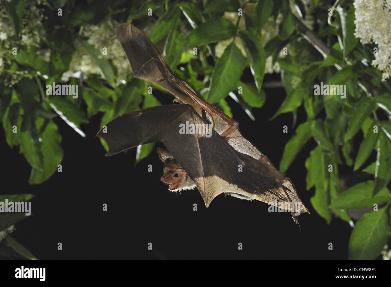 Blossom bat hi-res stock photography and images - Alamy