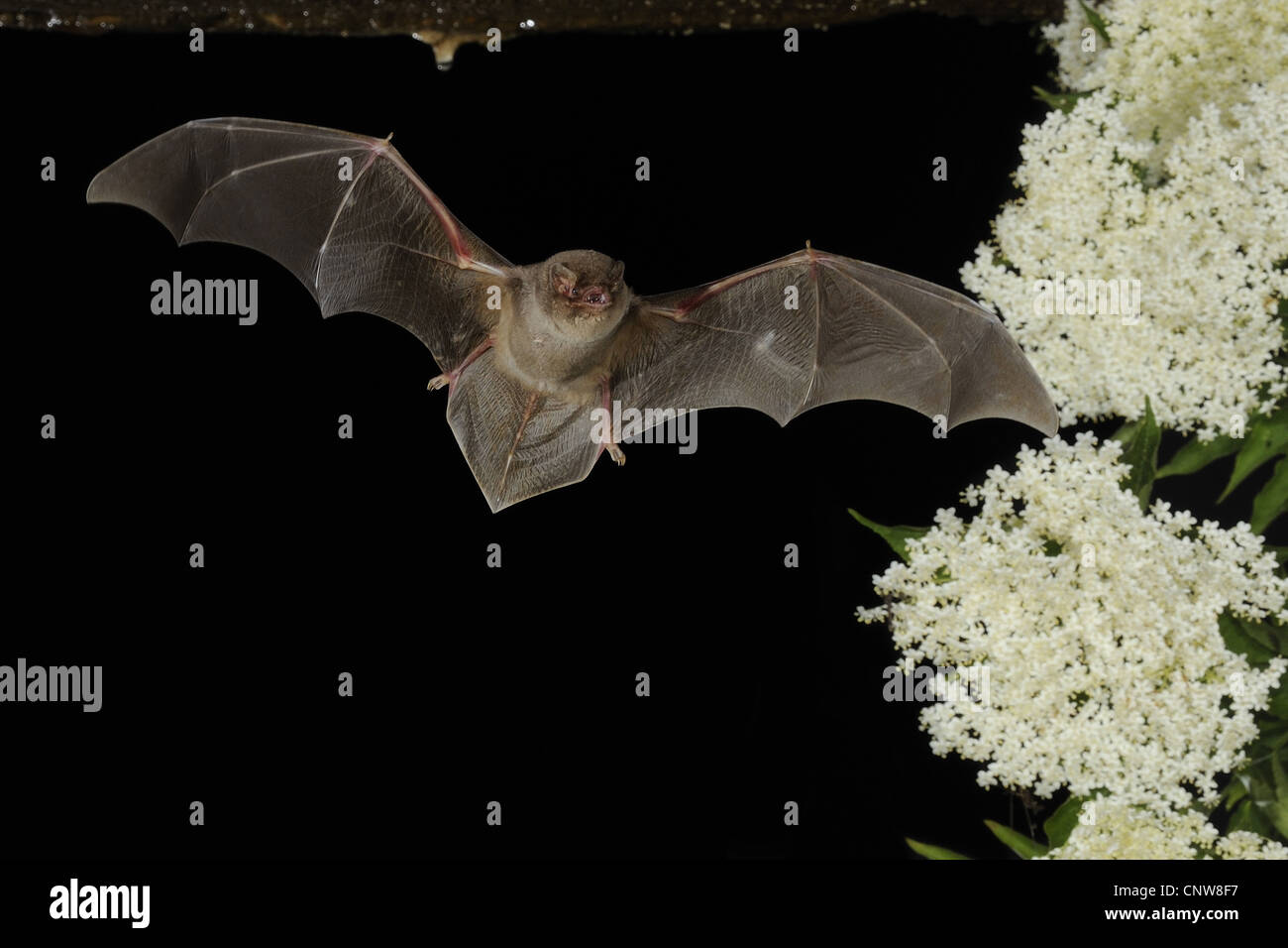 Schreiber's bat (Miniopterus schreibersi), flys next to elder shrub ...