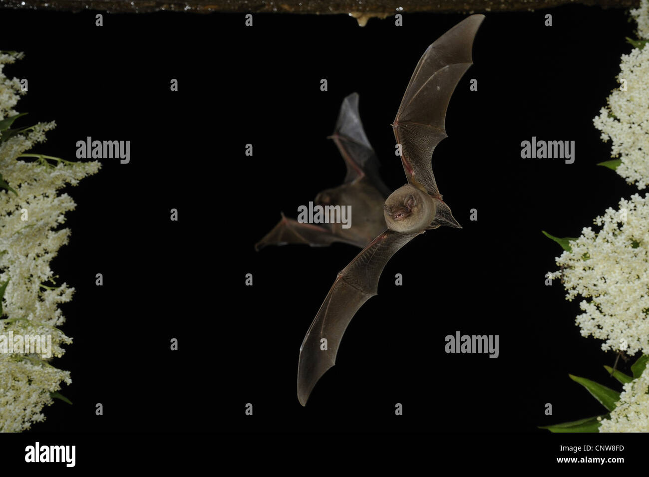 Blossom Bat High Resolution Stock Photography and Images - Alamy