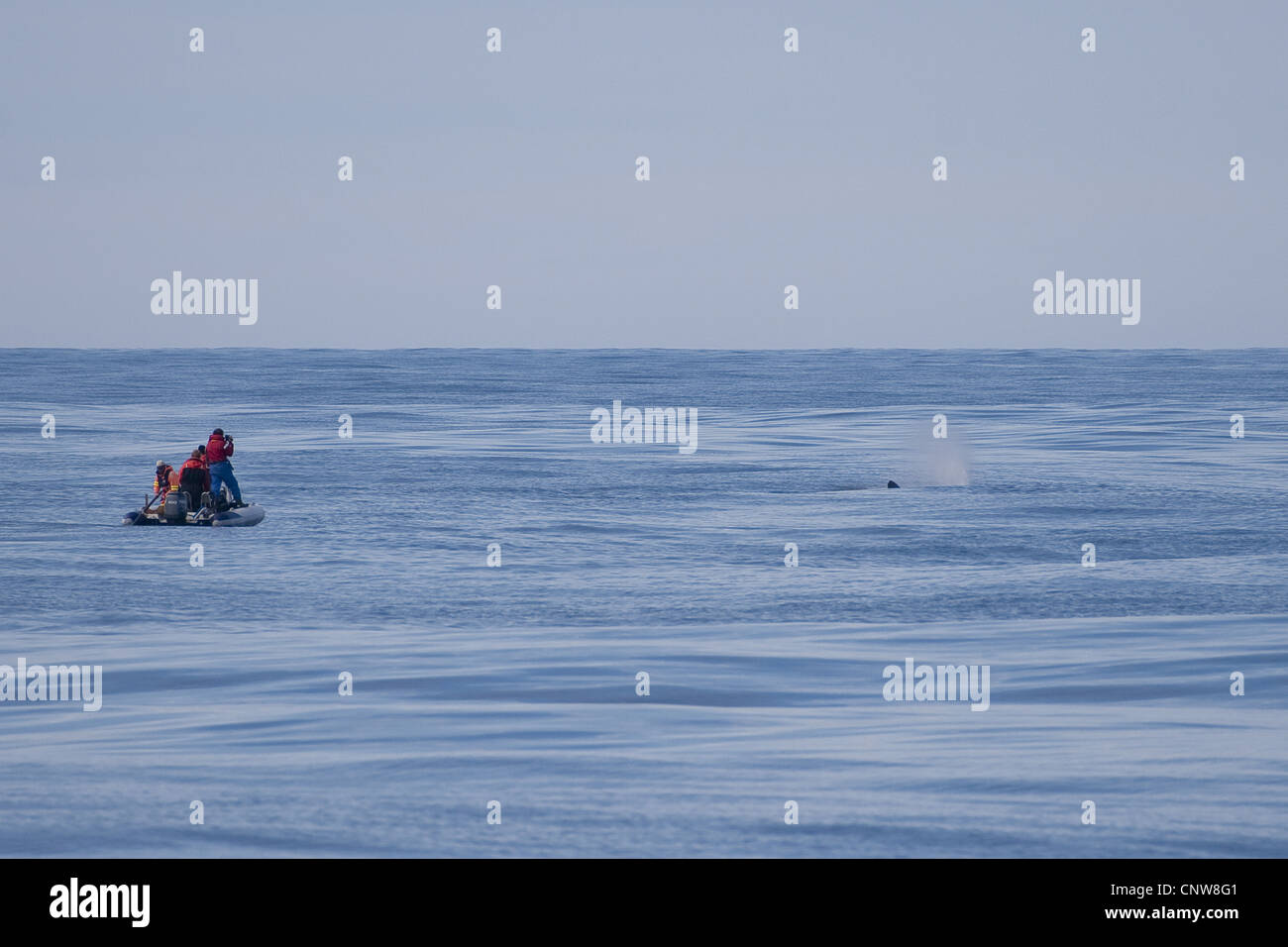 Telemetry whale hi-res stock photography and images - Alamy