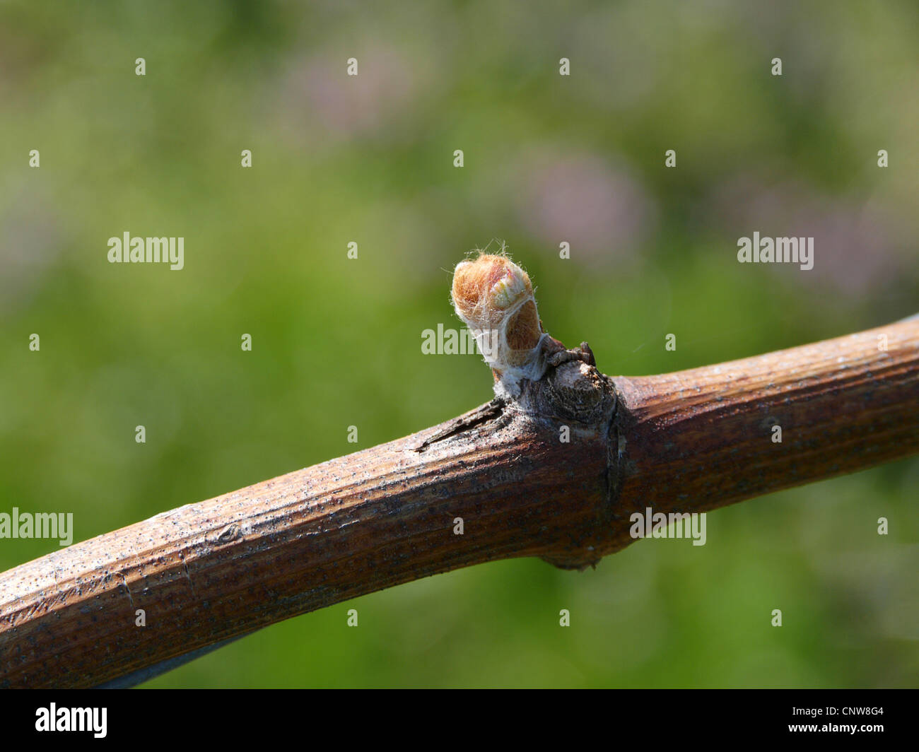 Grape vine bud hi-res stock photography and images - Alamy