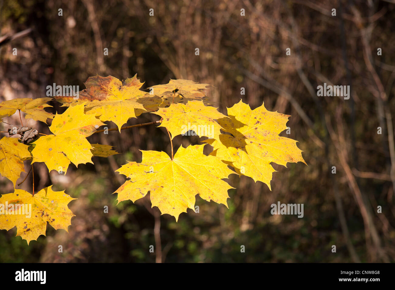 Shiny yellow leaves on a tree Stock Photo - Alamy