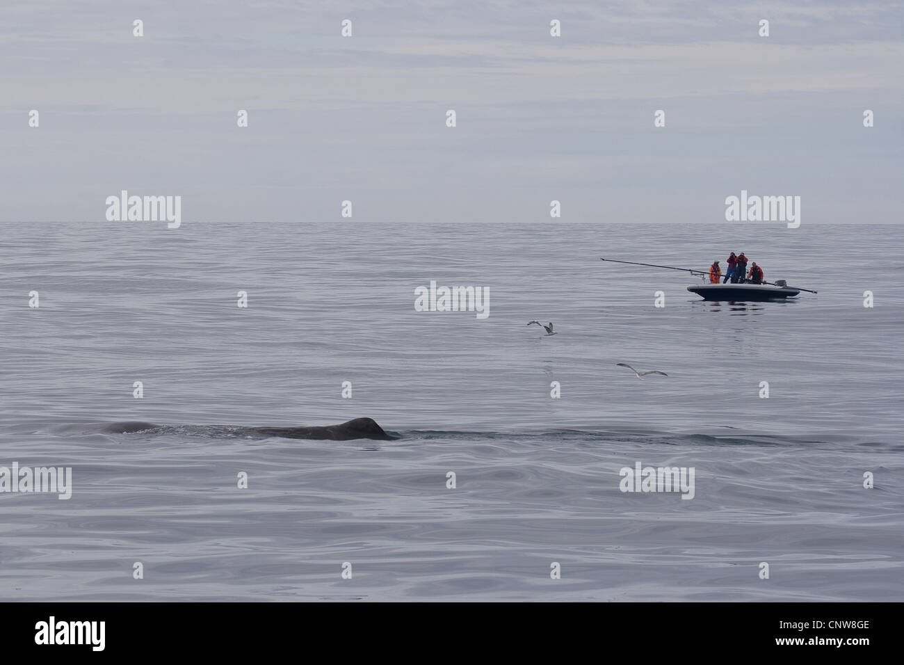 Telemetry whale hi-res stock photography and images - Alamy