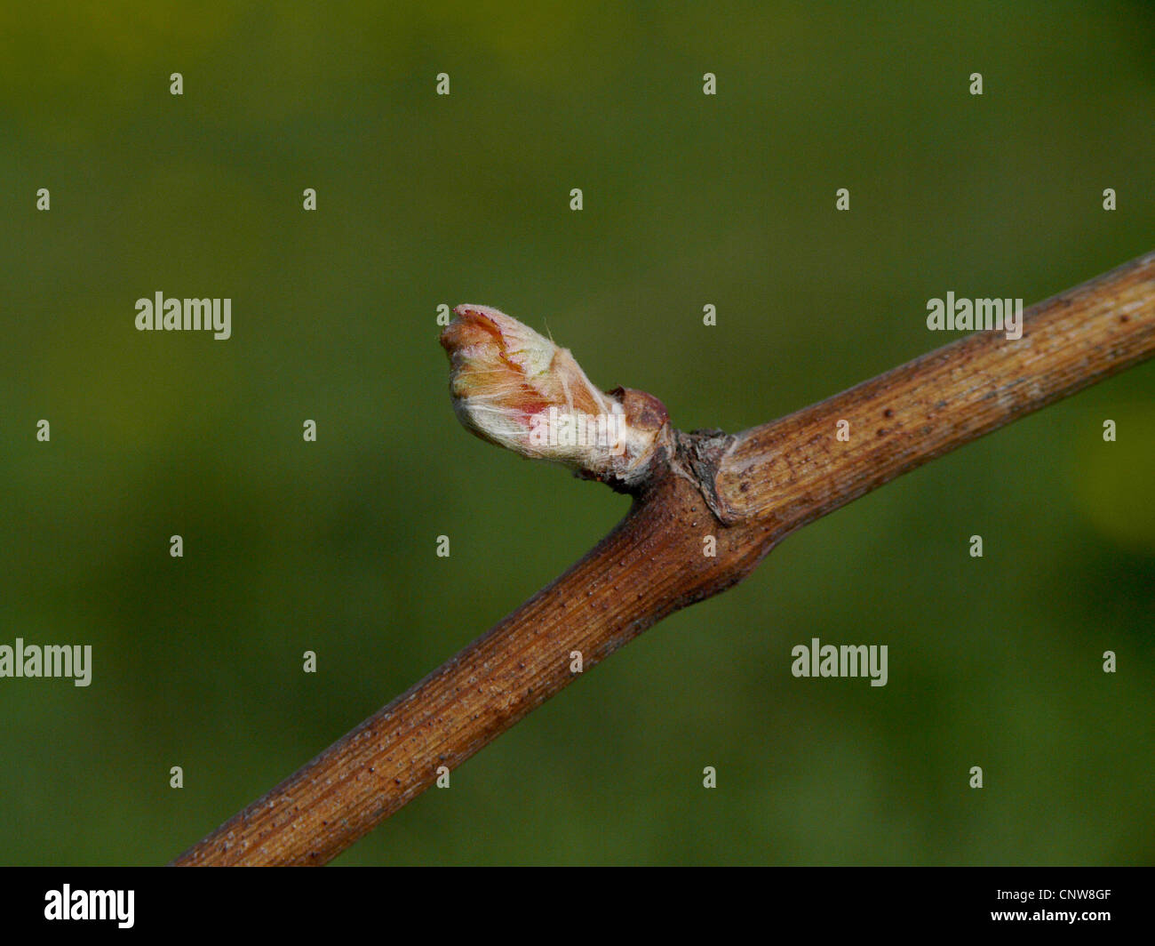 grape-vine, vine (Vitis vinifera), breaking bud of a grape-vine in ...