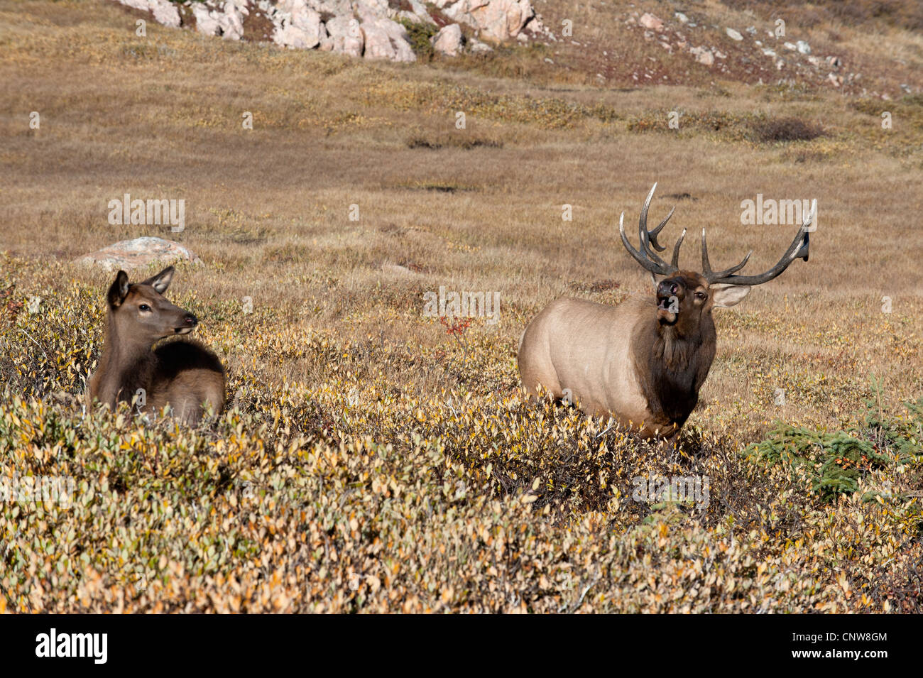 Elk mating hi-res stock photography and images - Alamy