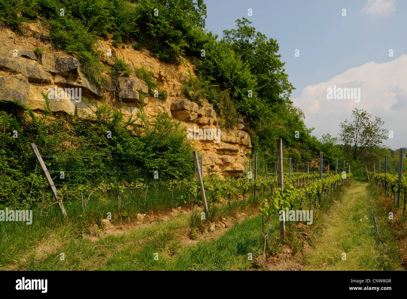 Slope and grapevines in a vineyard hi-res stock photography and images ...