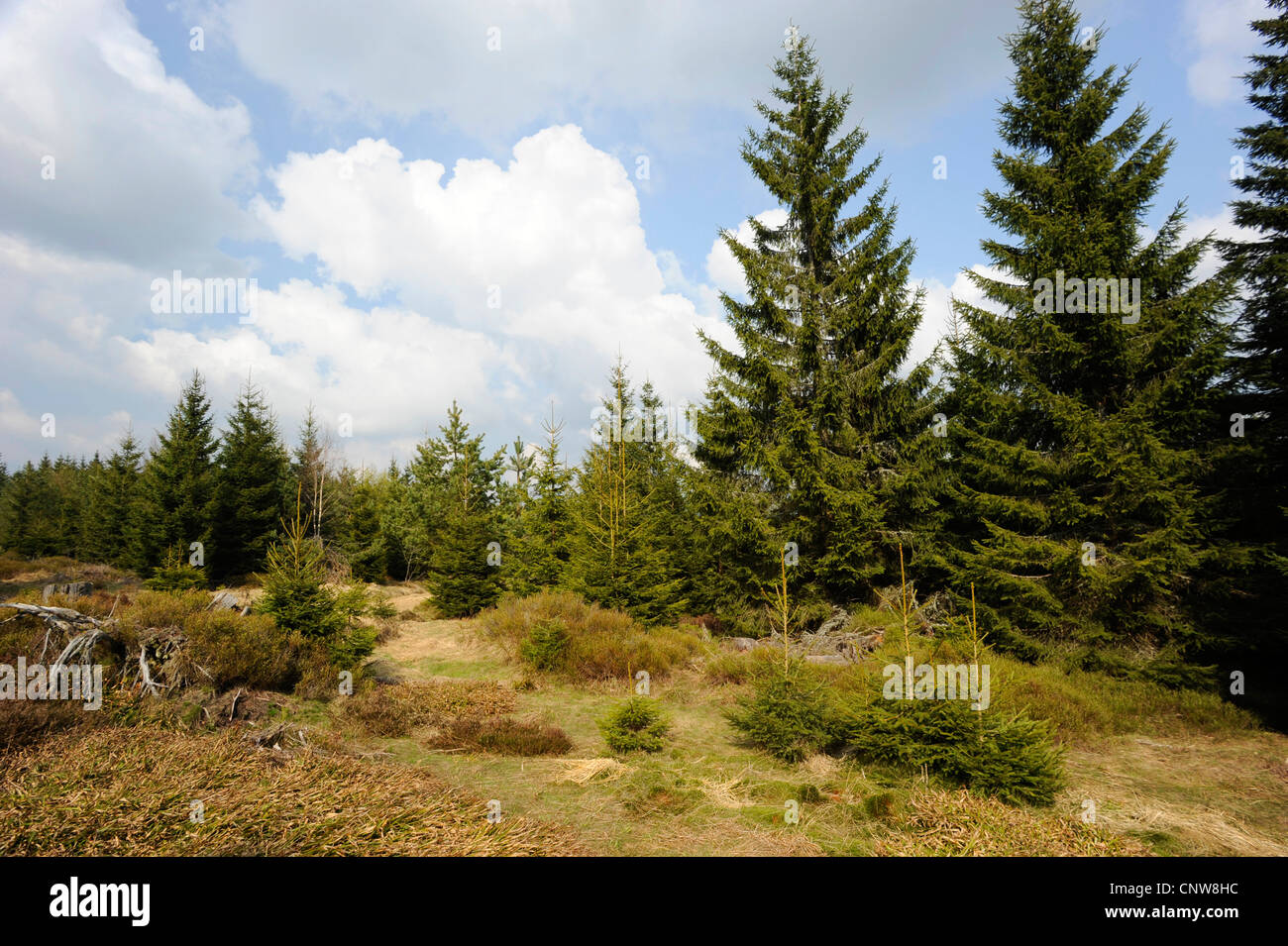 Edge of a mire in the black forest hi-res stock photography and images ...