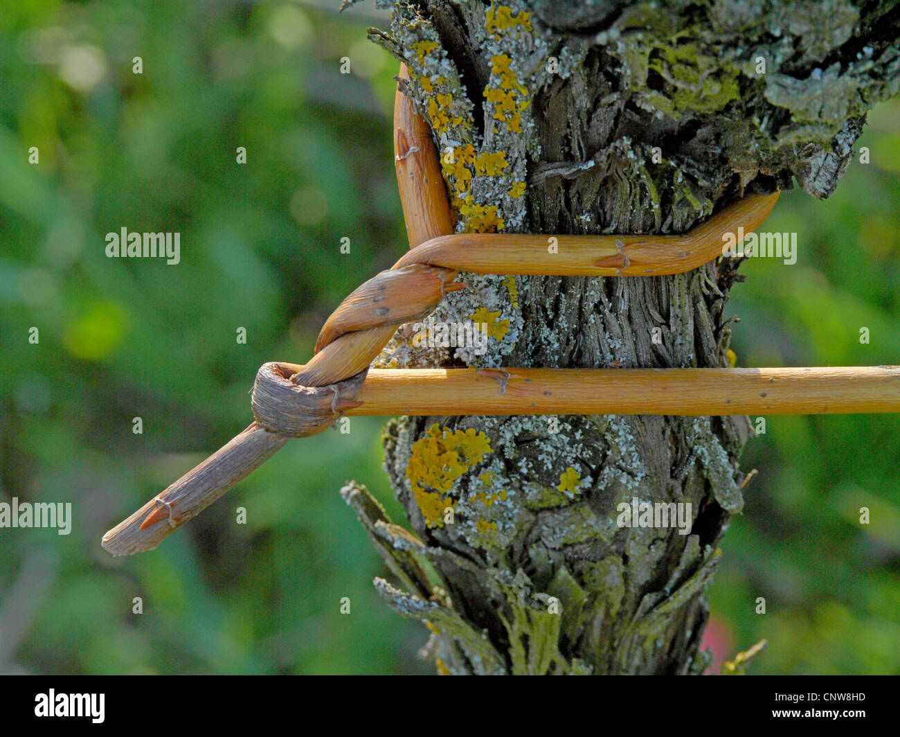 Tied up grapevine hi-res stock photography and images - Alamy