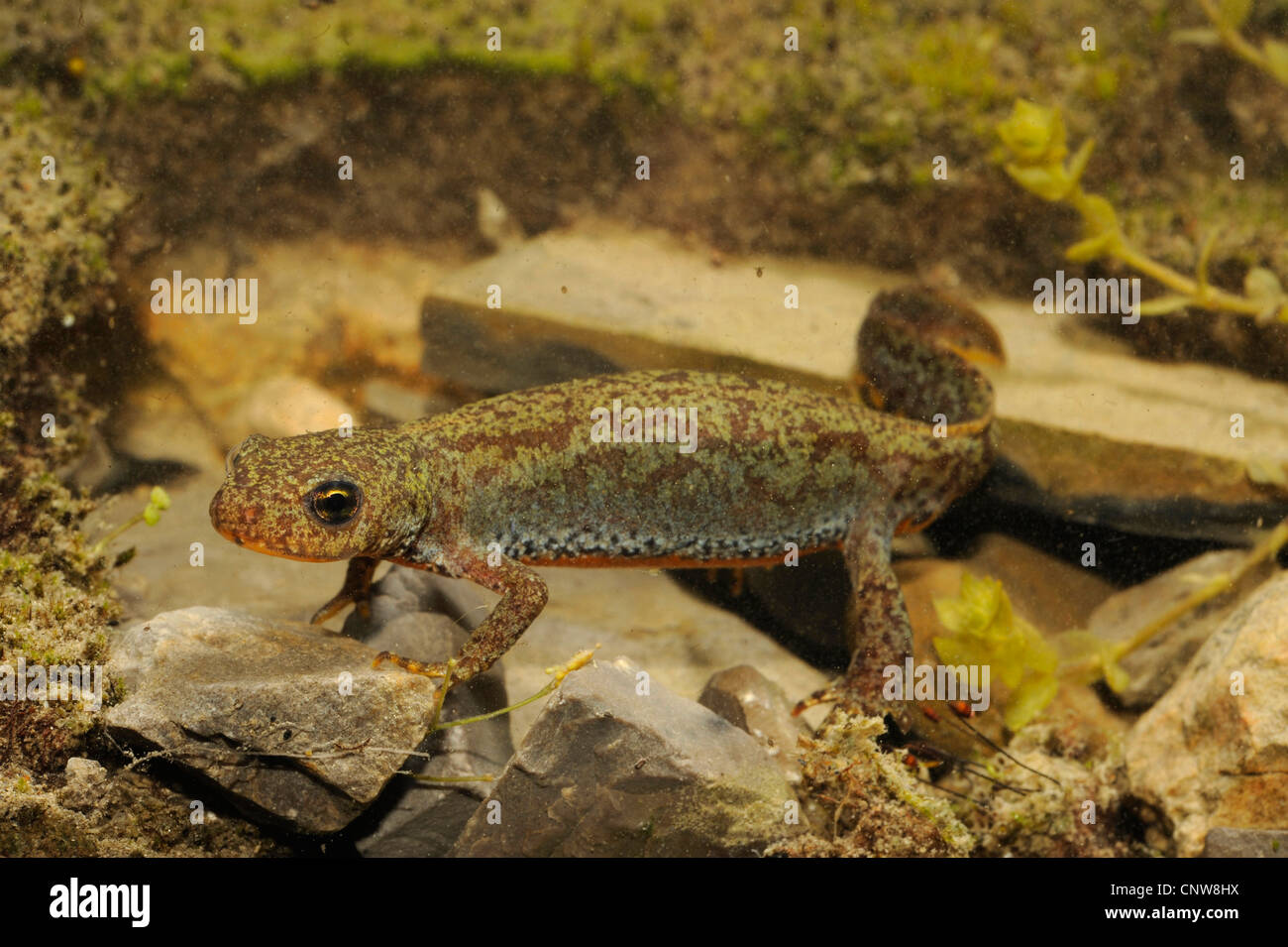 alpine newt (Triturus alpestris), female underwater, Germany Stock ...