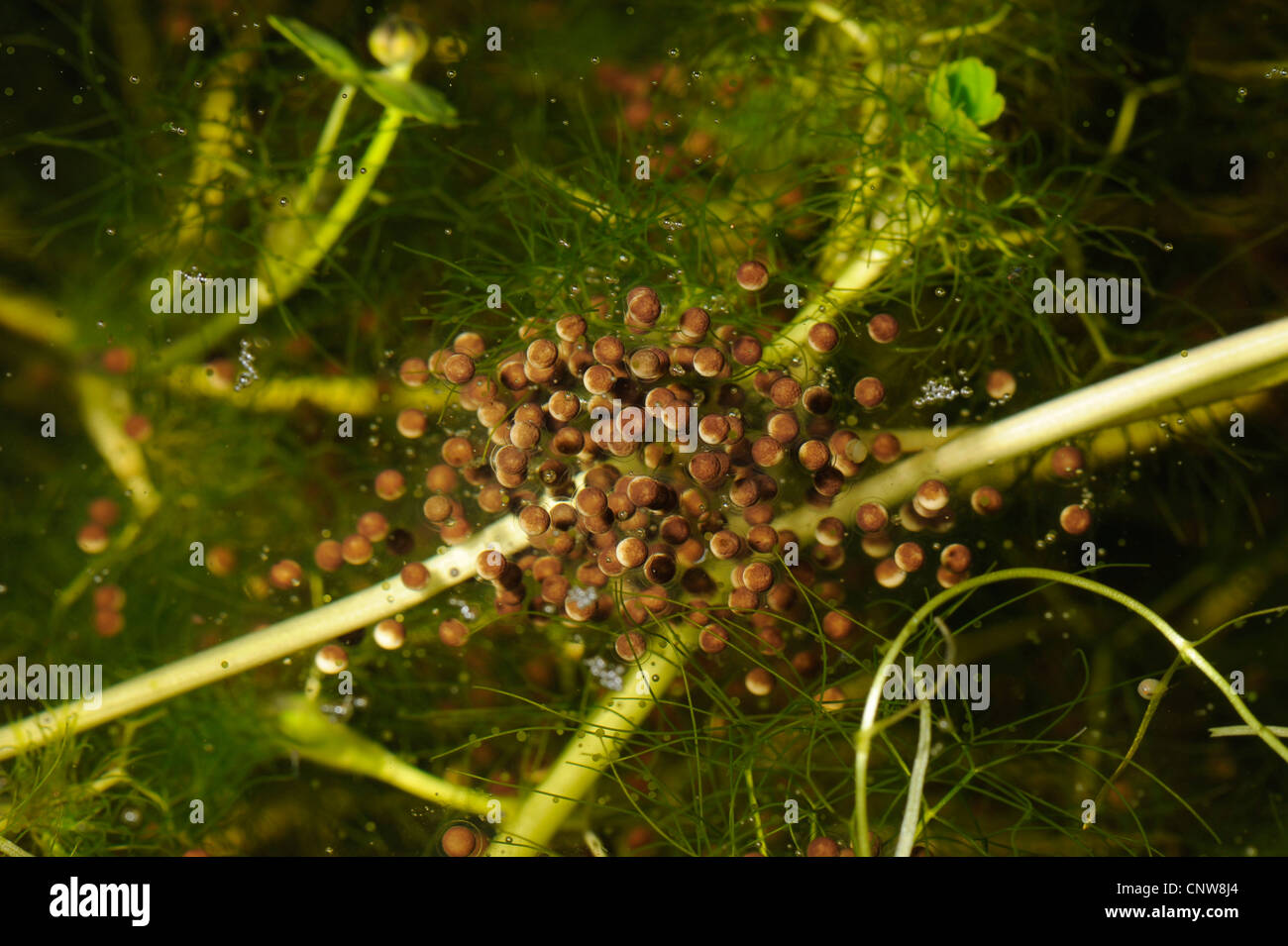 European edible frog, common edible frog (Rana kl. esculenta, Rana esculenta), spawn, Germany ...