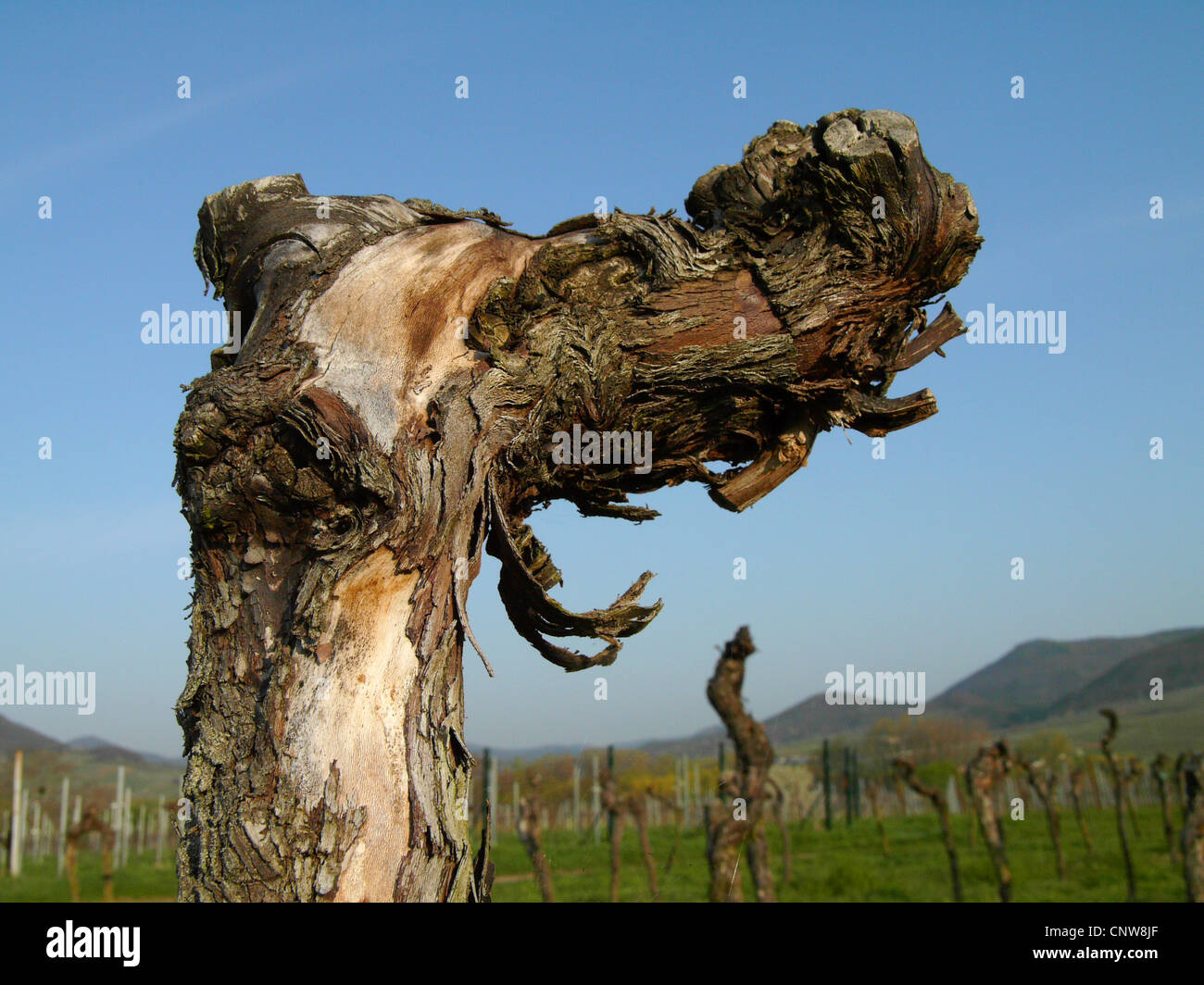 old grapevine in spring, Germany, Rhineland-Palatinate Stock Photo - Alamy