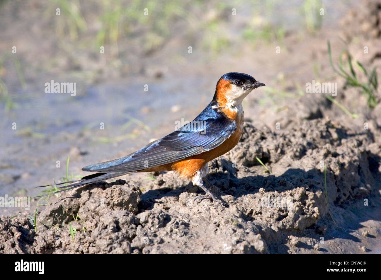 mosque swallow (Hirundo senegalensis), collecting nesting material in a ...