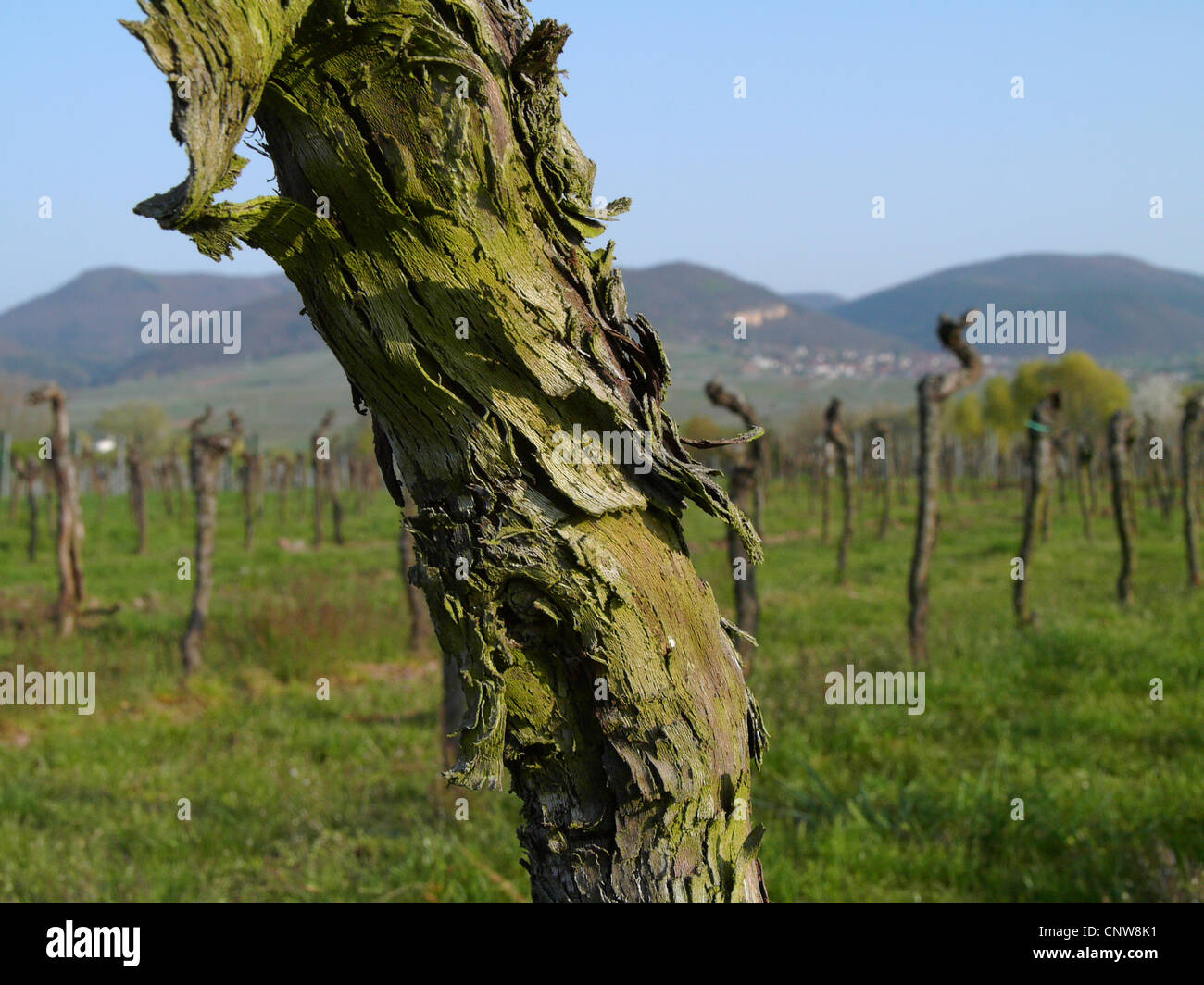 old grapevine in spring, Germany, Rhineland-Palatinate Stock Photo - Alamy