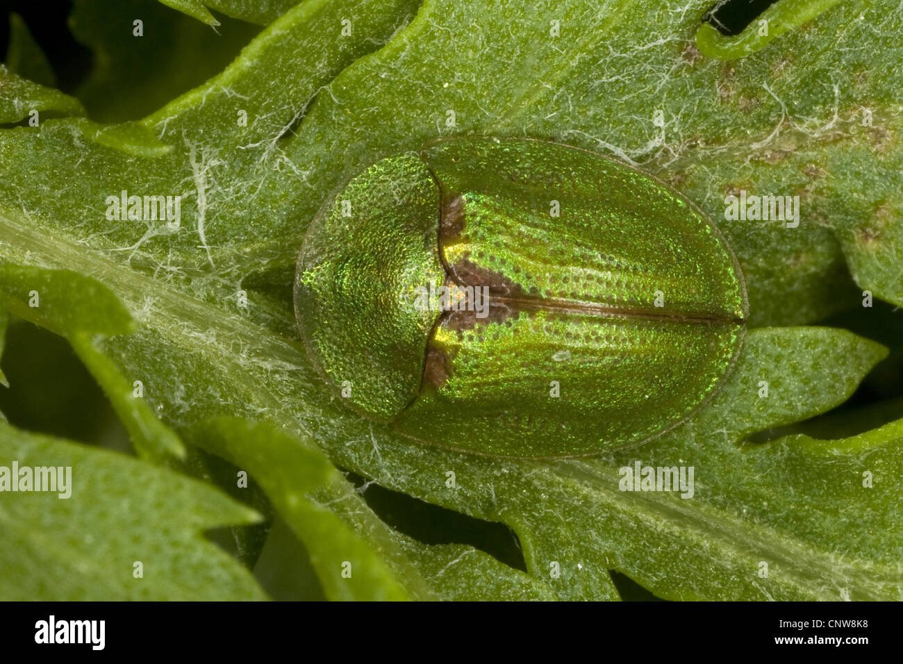 tortoise beetle, shield beetle (Cassida sanguinolenta), sitting on a ...