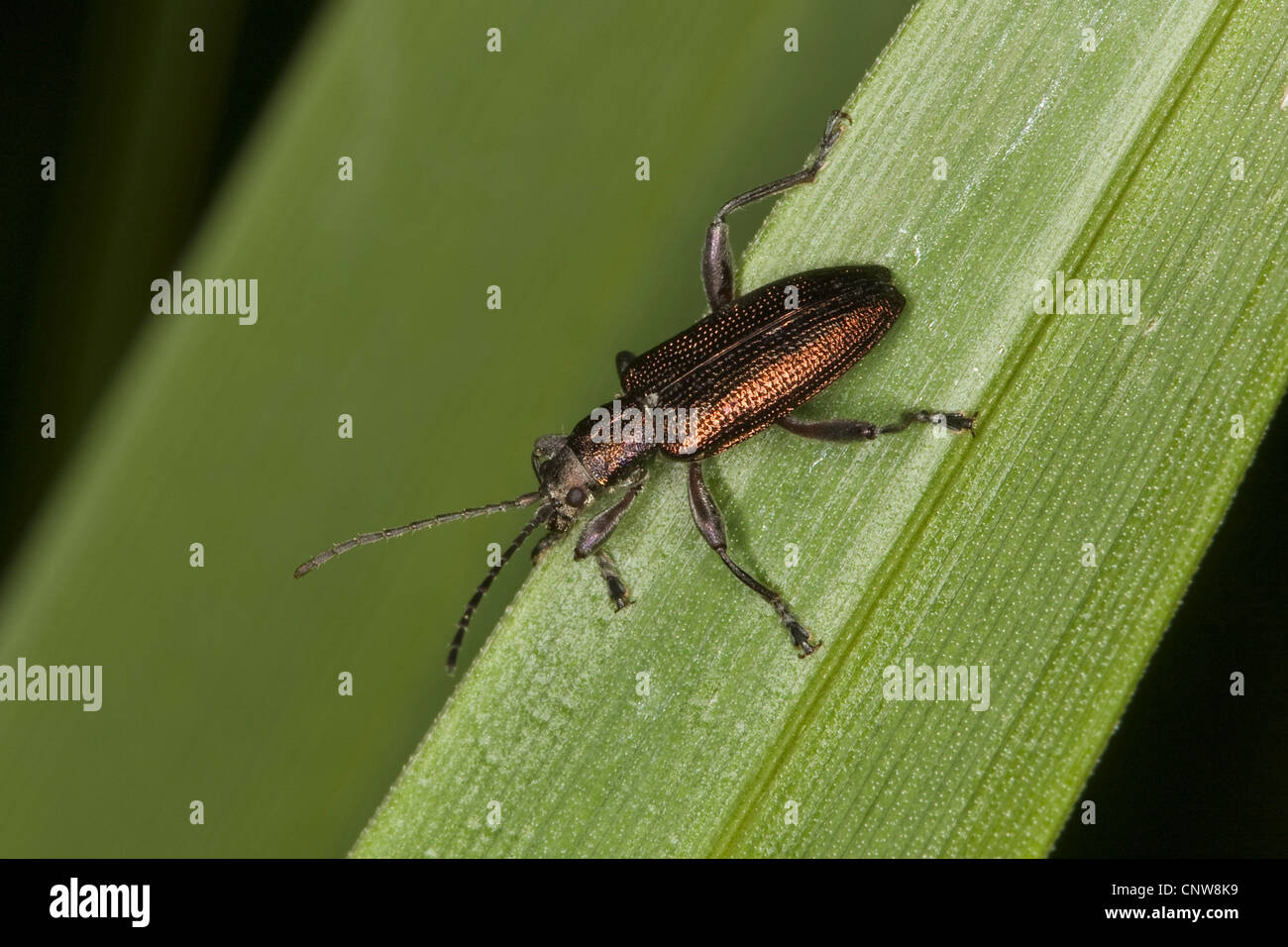 reed beetle (Donacia spec., Danacia spec), sitting on a grass blade ...