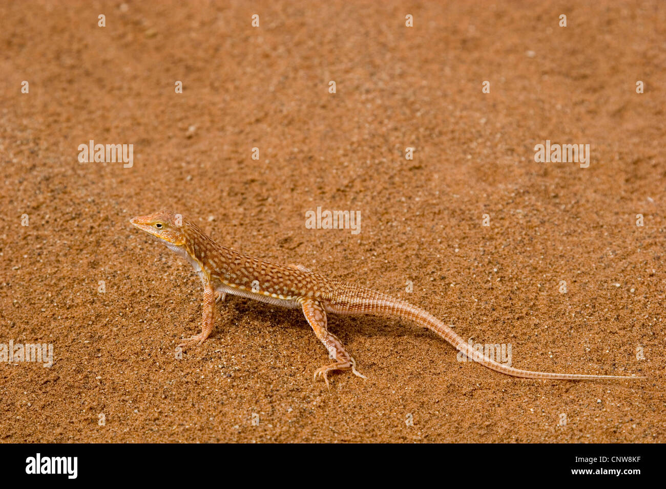 Desert sand camouflage hi-res stock photography and images - Alamy