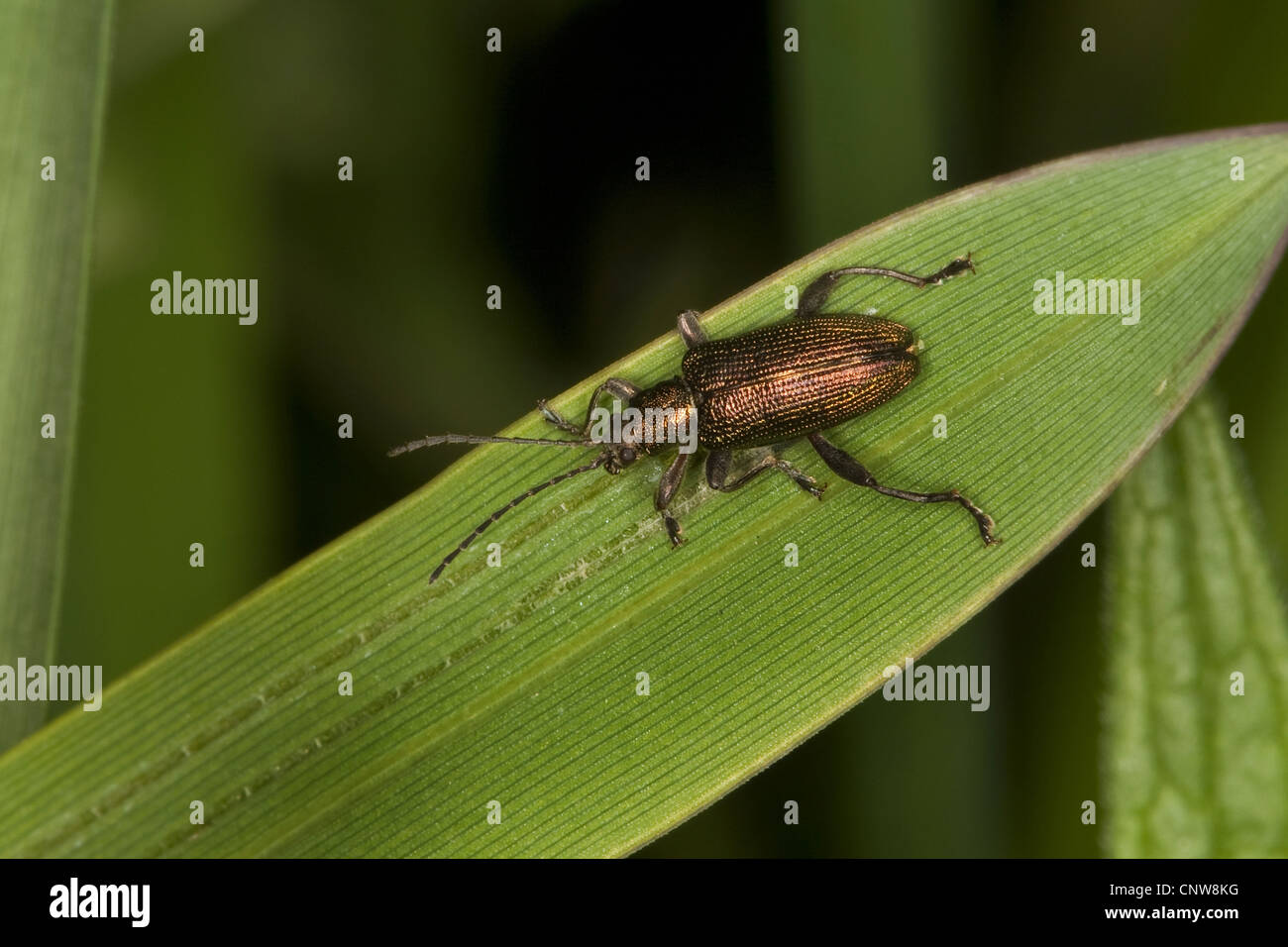 Reed beetle hi-res stock photography and images - Alamy