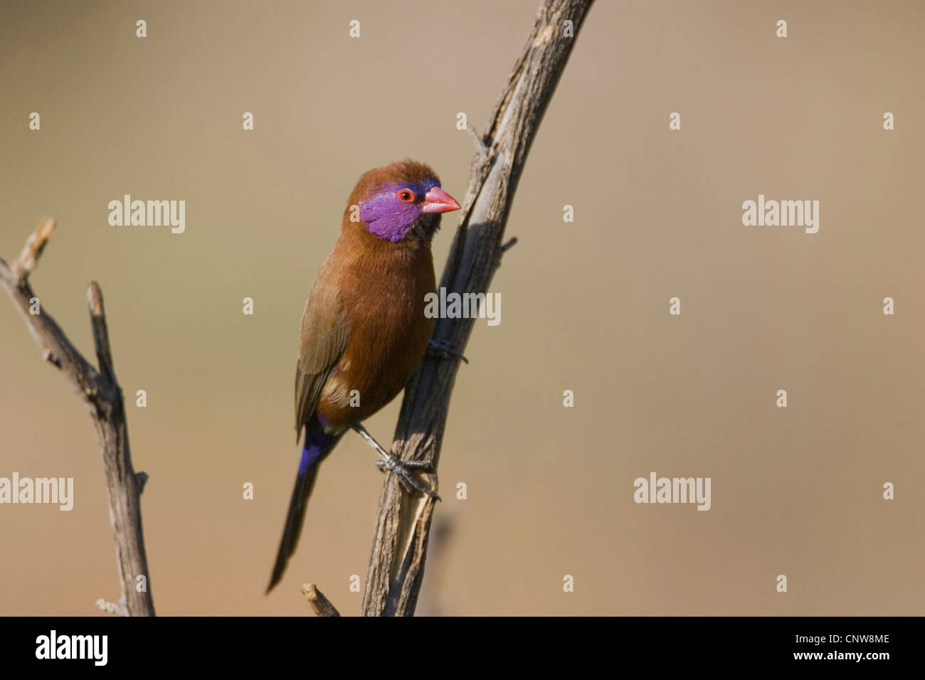 common grenadier (Uraeginthus granatina), male, Namibia Stock Photo - Alamy