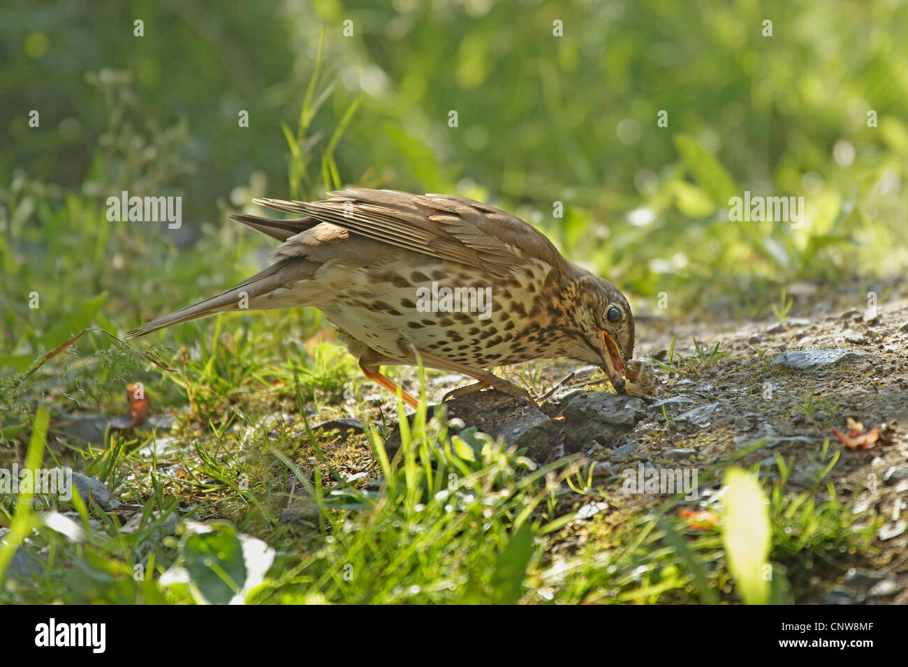 Song thrush eating snail hi-res stock photography and images - Alamy