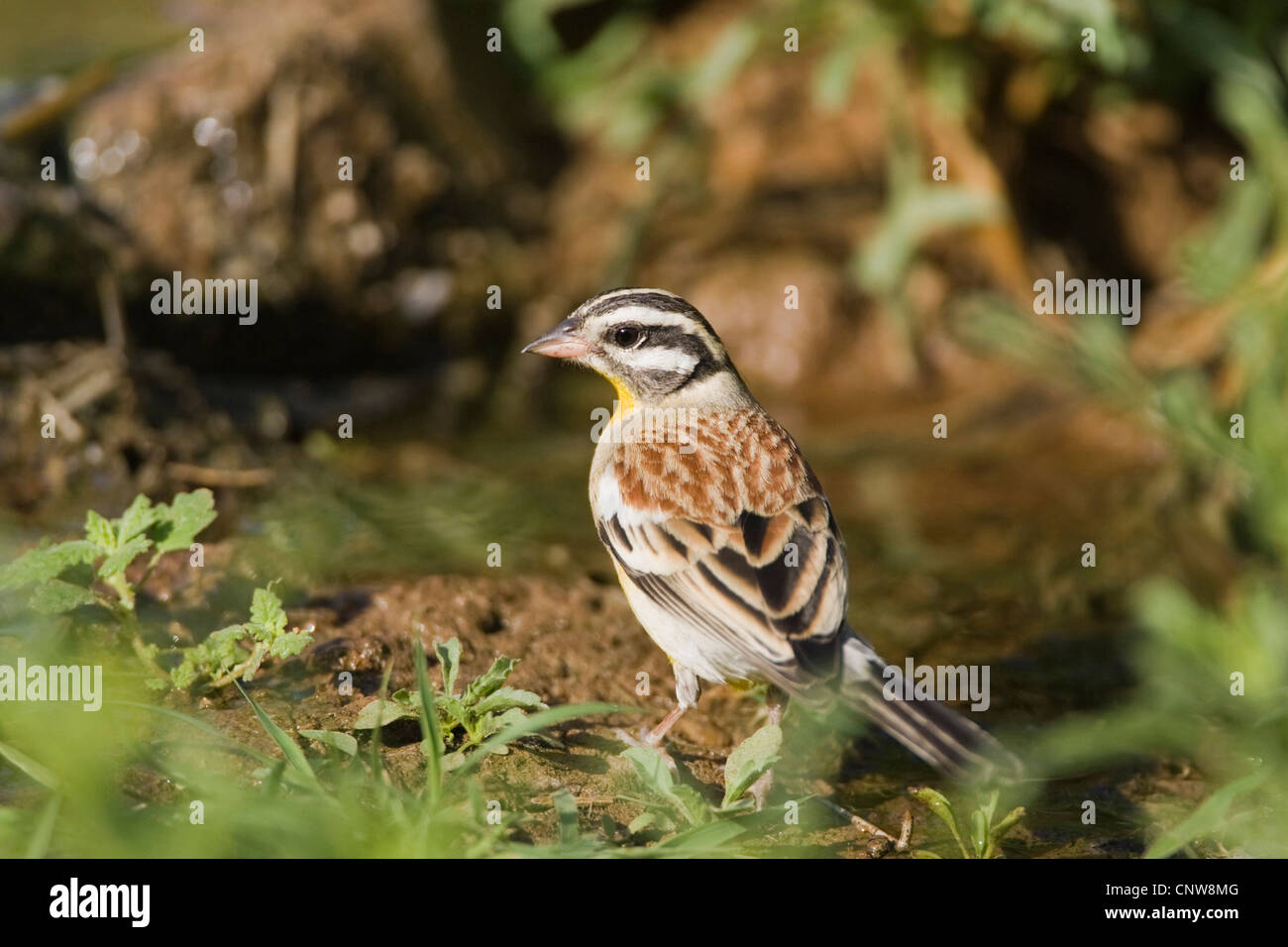 Golden breasted bunting hi-res stock photography and images - Alamy