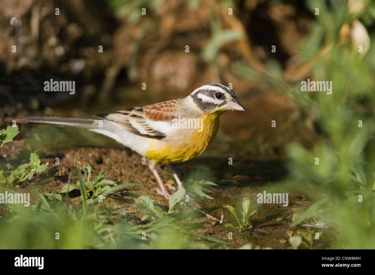 Golden breasted bunting hi-res stock photography and images - Alamy