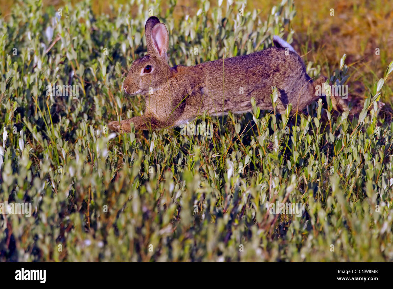 European rabbit (Oryctolagus cuniculus), jumping, Germany Stock Photo ...