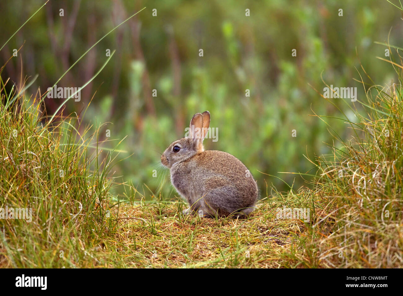 European rabbit (Oryctolagus cuniculus), sitting on a path, Germany ...