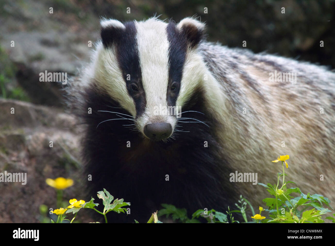 Old World badger, Eurasian badger (Meles meles), portrait, Germany ...