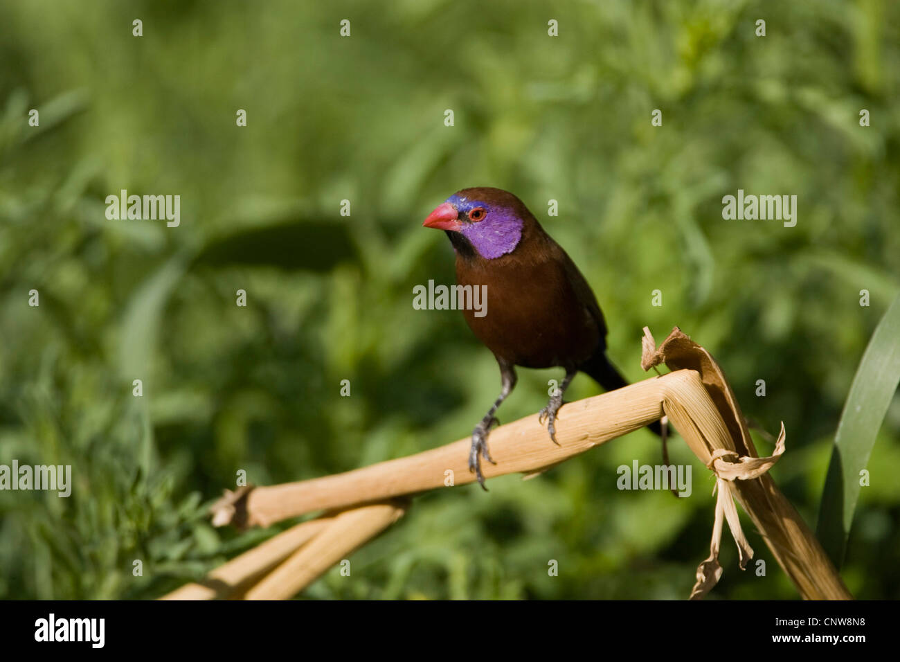 Grenadier bird hi-res stock photography and images - Alamy