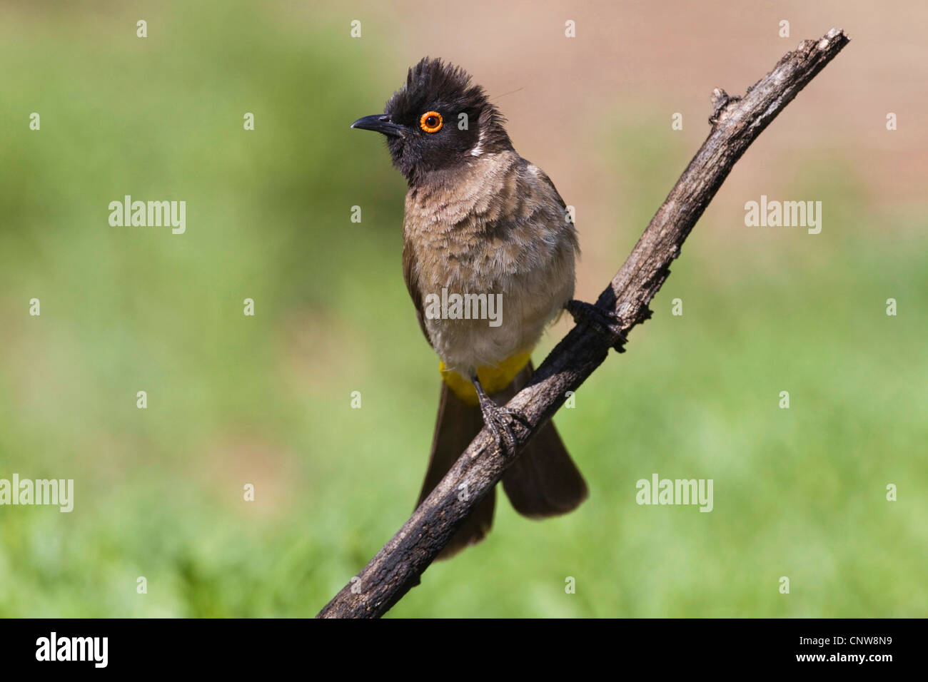 Red eyed bulbul pycnonotus nigricans on hi-res stock photography and ...