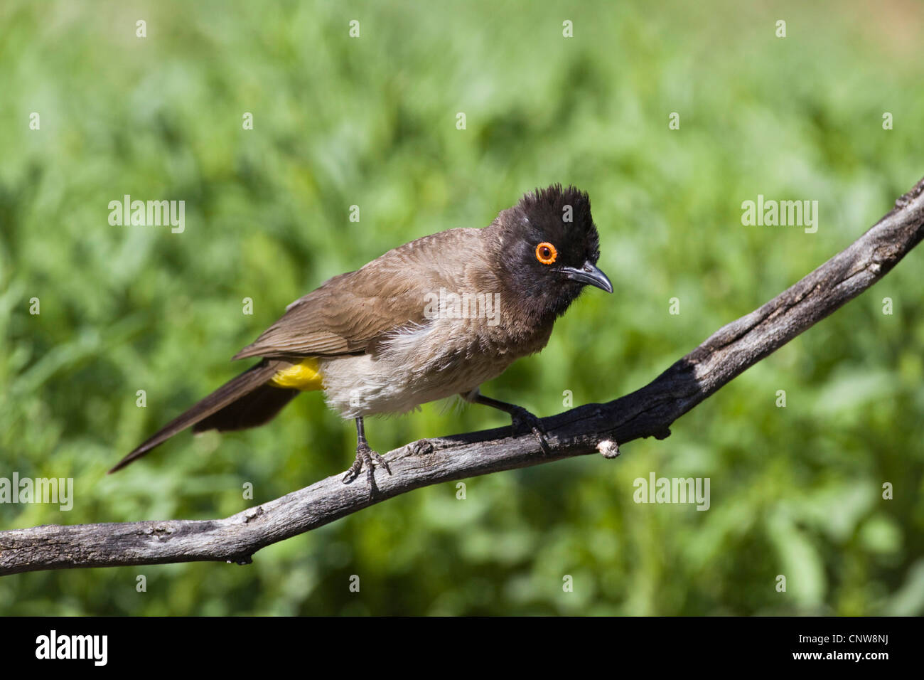 red-eyed bulbul (Pycnonotus nigricans), on a branch, Namibia Stock ...