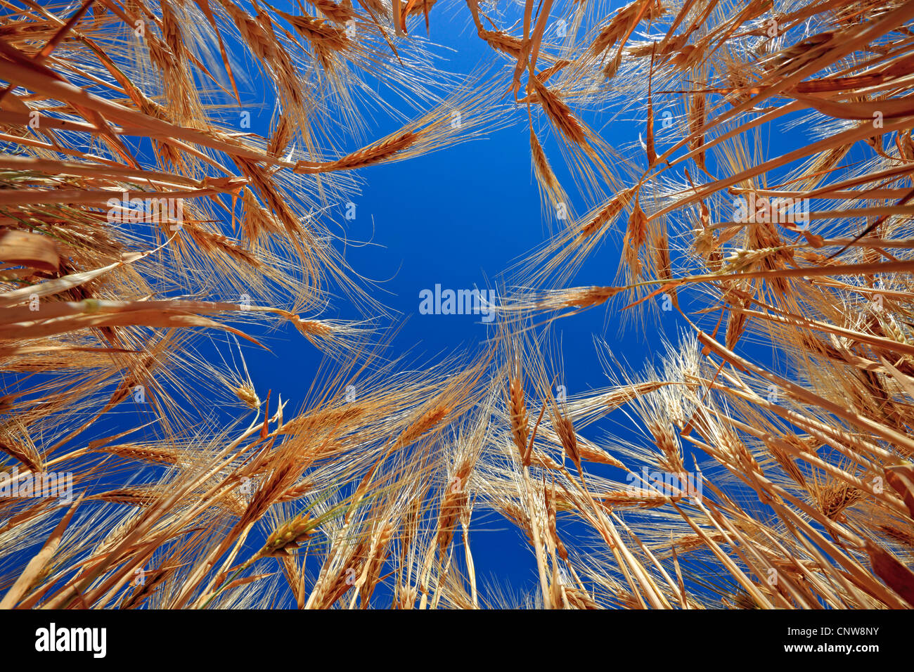 Corn ear worms hi-res stock photography and images - Alamy