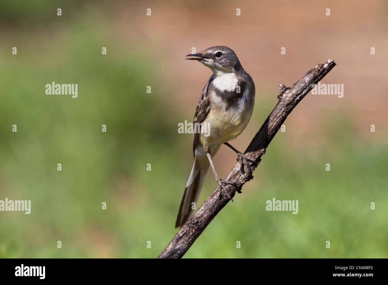 Cape wagtail (Motacilla capensis), on a branch, Namibia Stock Photo - Alamy