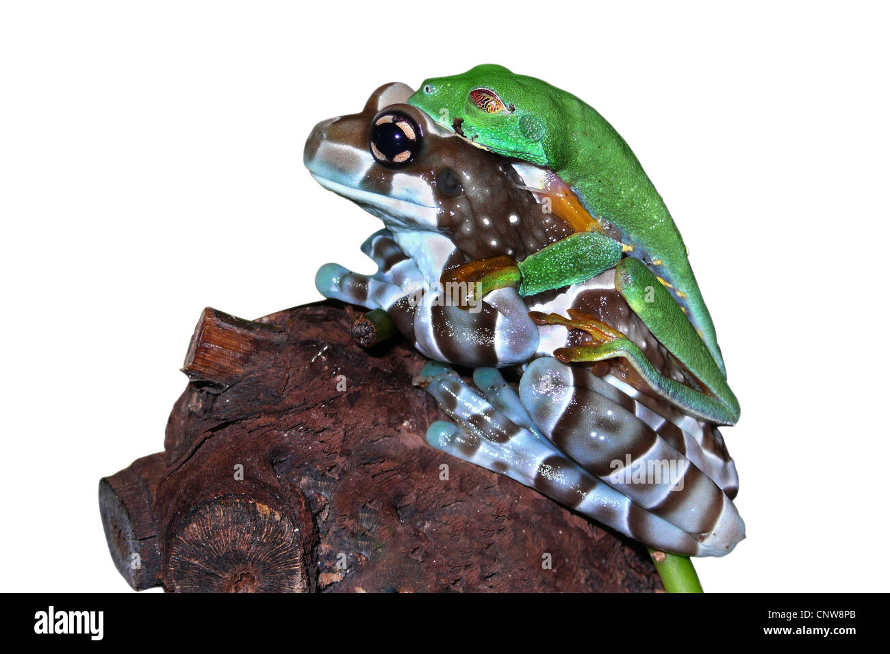 Amazonian canopy frog (Phrynohyas resinifictrix), clasping by ...