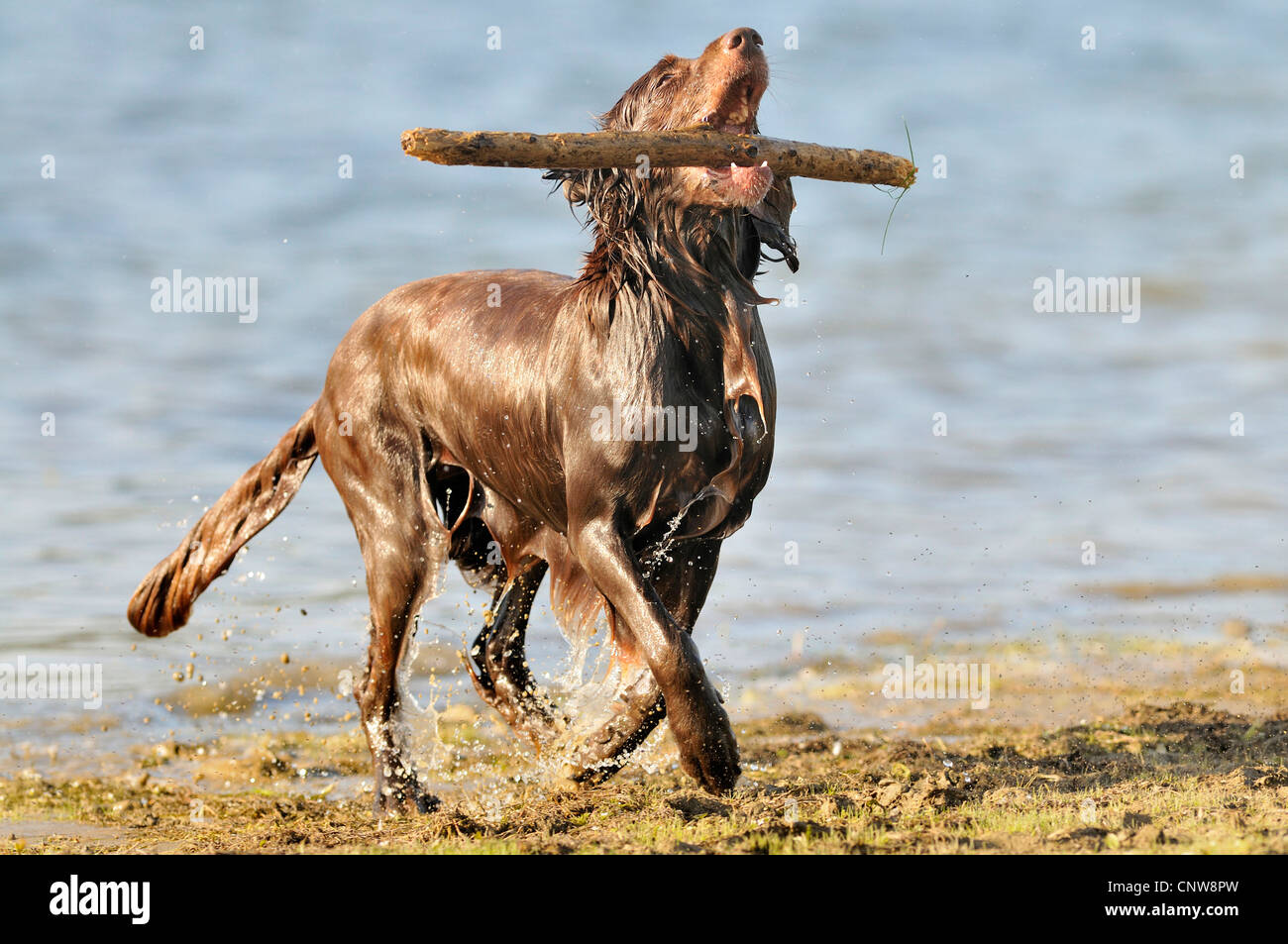 German long-haired Pointing Dog (Canis lupus f. familiaris), hunting ...